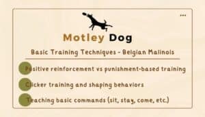 Training Your Belgian Malinois: Ultimate Guide | Motley Dog