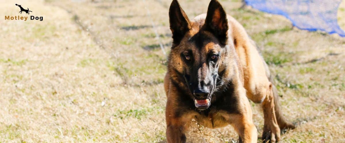 How To Brush Your Belgian Malinois Teeth | Motley Dog