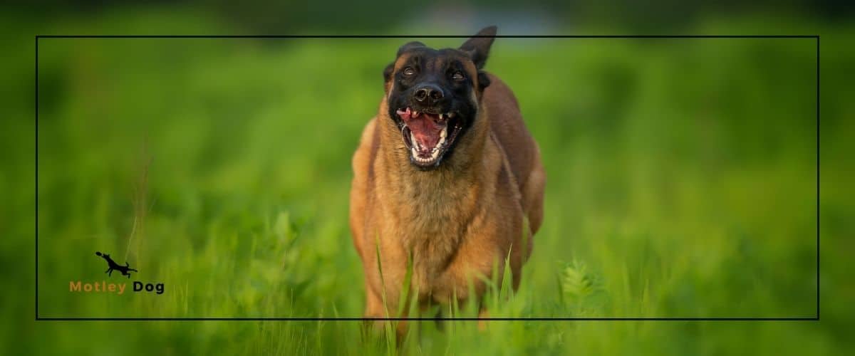 Why Is My Belgian Malinois Vomiting? - Motley Dog