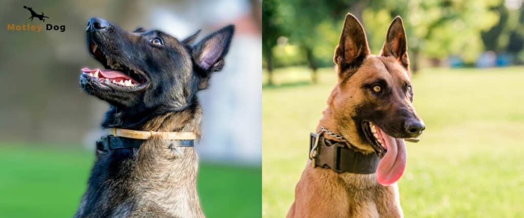 What Is The Weight Of A Belgian Malinois? | Motley Dog